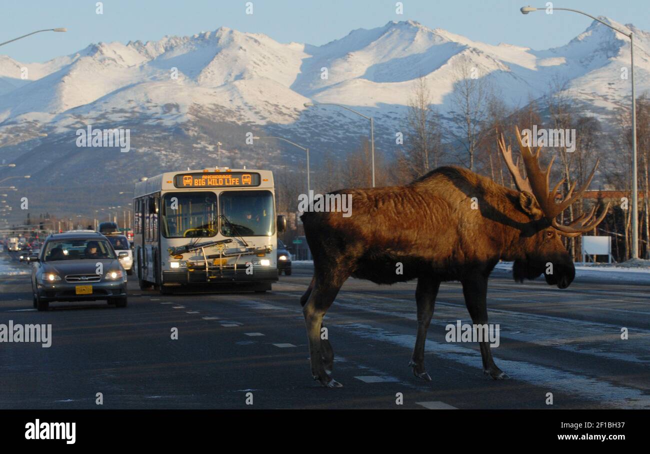 A bull moose crosses Tudor Road after browsing in the Cuddy Family ...