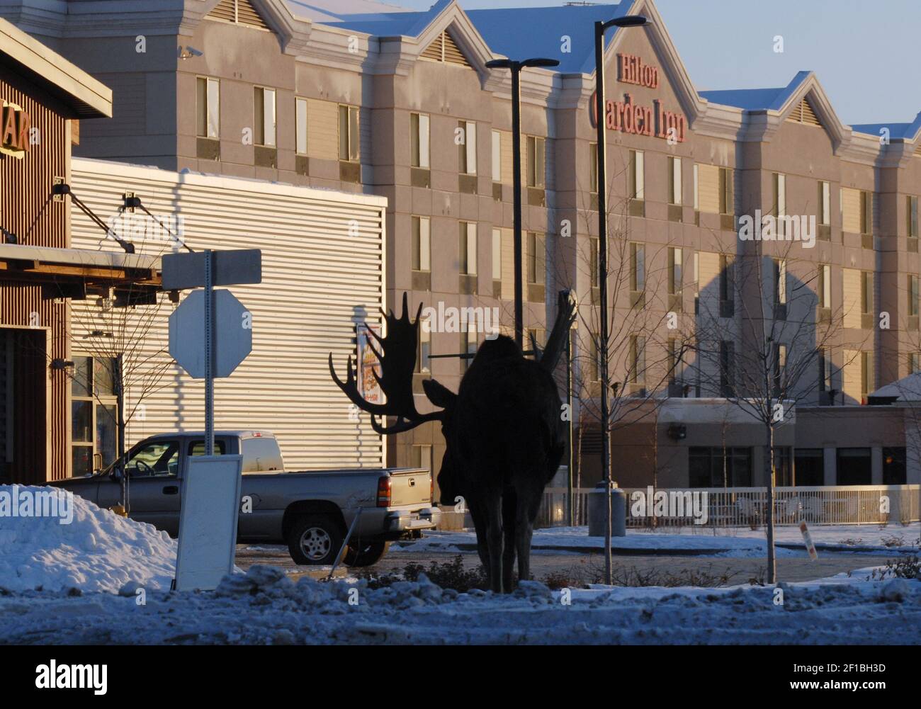 Alaska moose crossing the street hi-res stock photography and images ...