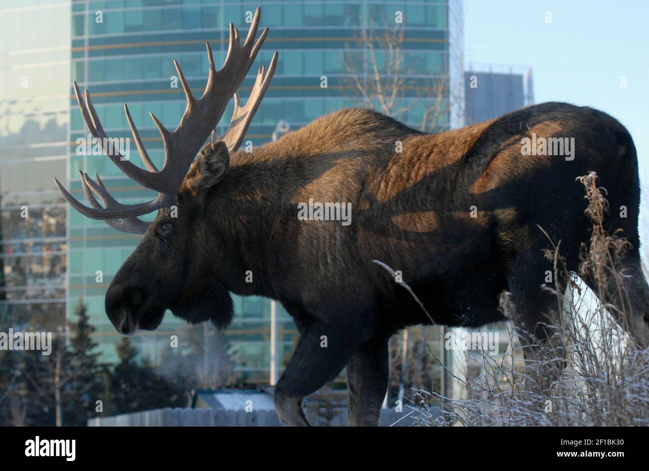 Alaska moose crossing the street hi-res stock photography and images ...