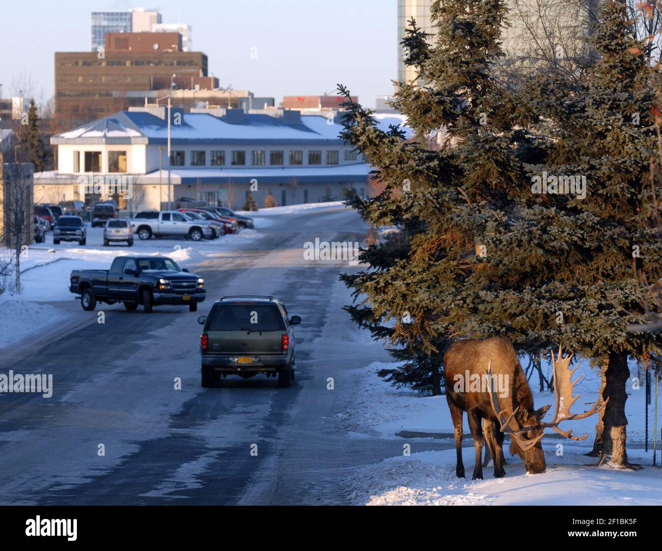 Alaska moose crossing the street hi-res stock photography and images ...