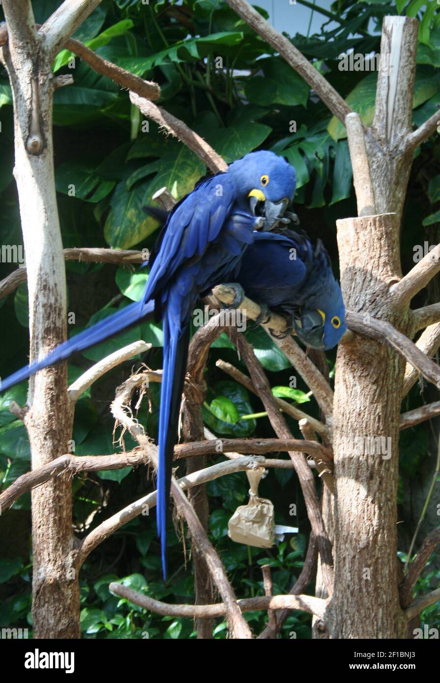 The Tropical Cove in the Tennessee Aquarium's Ocean Journey is home to ...
