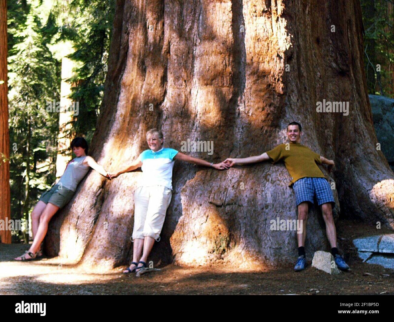 The Sequoia tree, the largest living thing on Earth, dwarfs humans and ...
