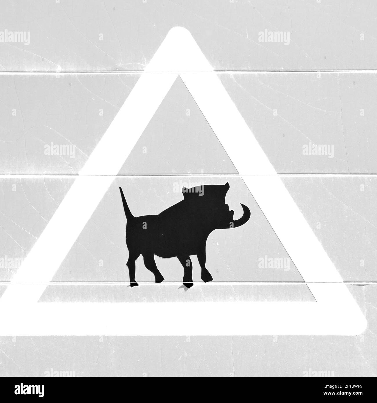 Close up african gray Black and White Stock Photos & Images - Alamy