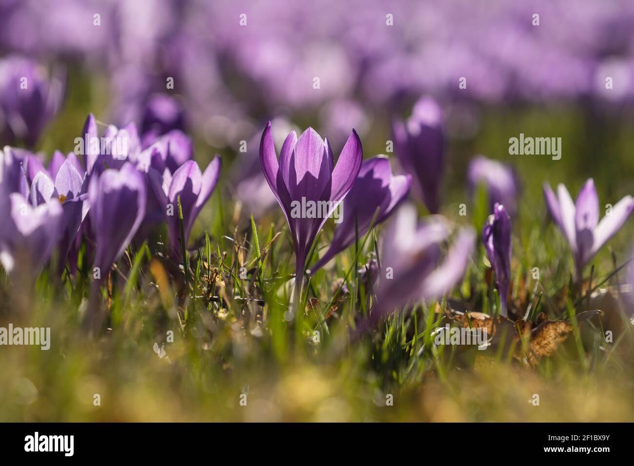 Crocus blossom (3 Stock Photo - Alamy