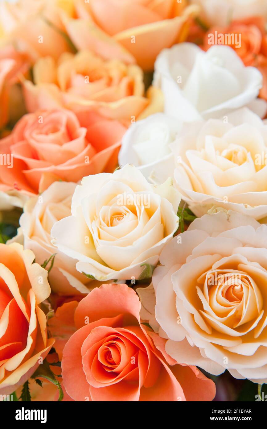 Colorful roses in detail Stock Photo - Alamy