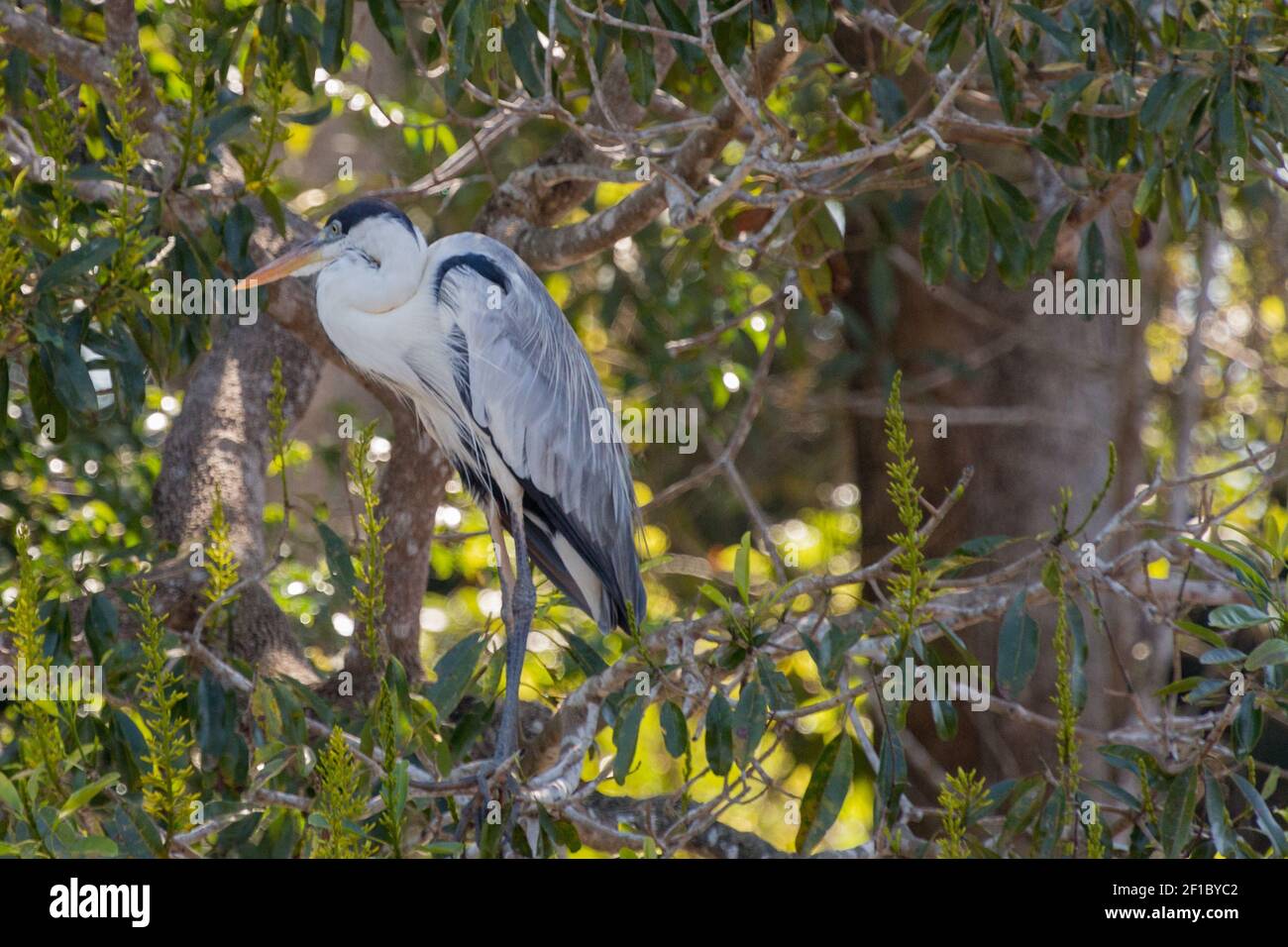 Cocoi Heron (Ardea cocoi) seen in the northern Pantanal in Mato Grosso ...
