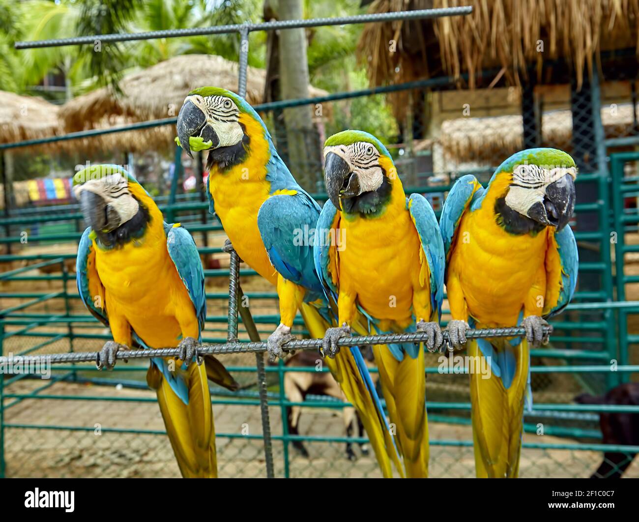 Parrot isolated side view hi-res stock photography and images - Alamy