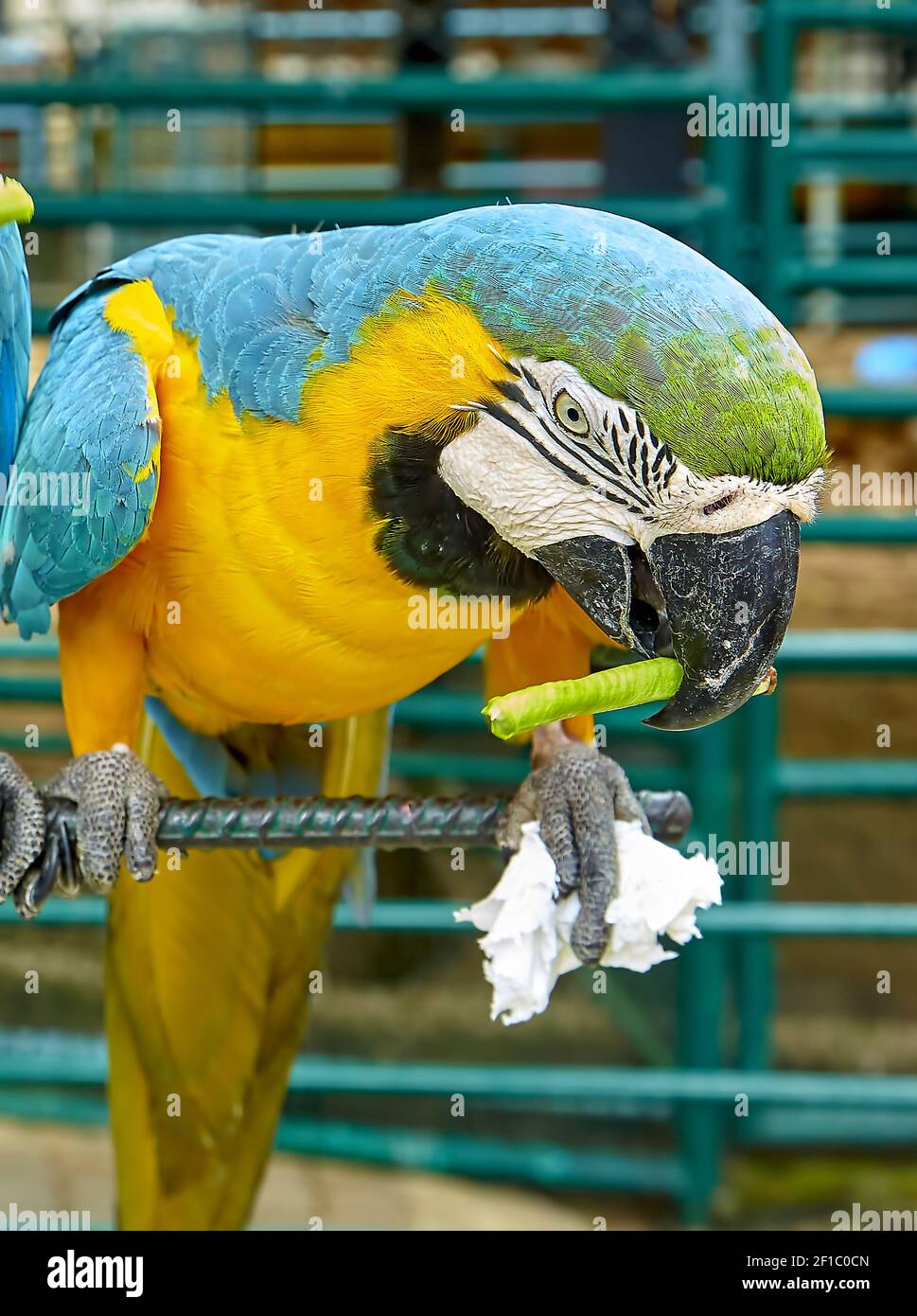 Parrot eating nut hi-res stock photography and images - Alamy