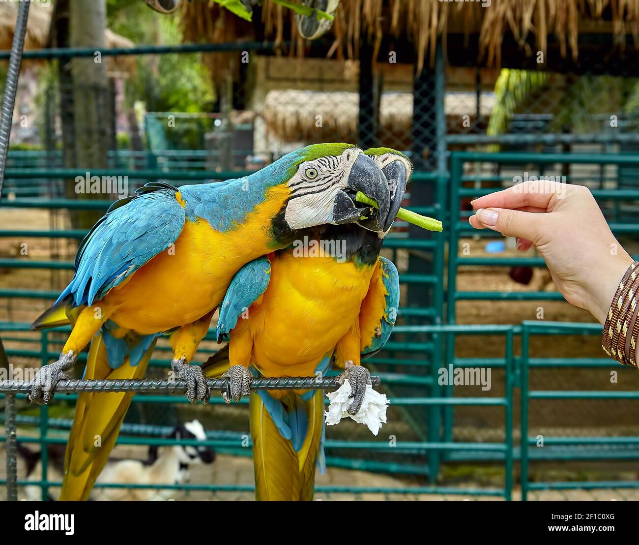Parrot isolated side view hi-res stock photography and images - Alamy