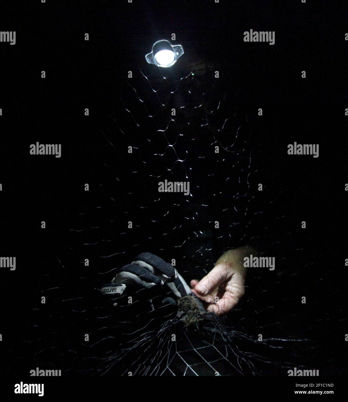 Pat Ormsbee's headlamp spotlights a bat she caught in a net, August 23 ...