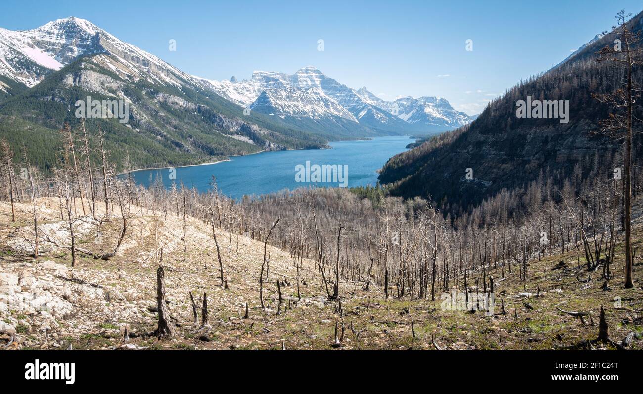 Wildfires affected alpine landscape with burned trees, shot in Waterton ...