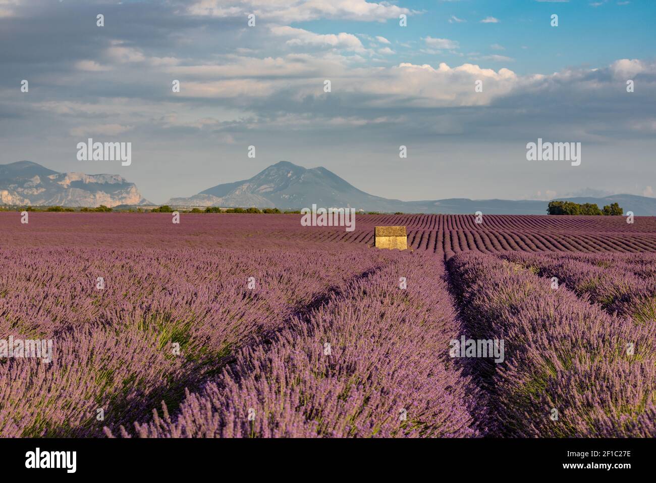 Beautiful purple lavender fields with an old stone hut in the Provence ...