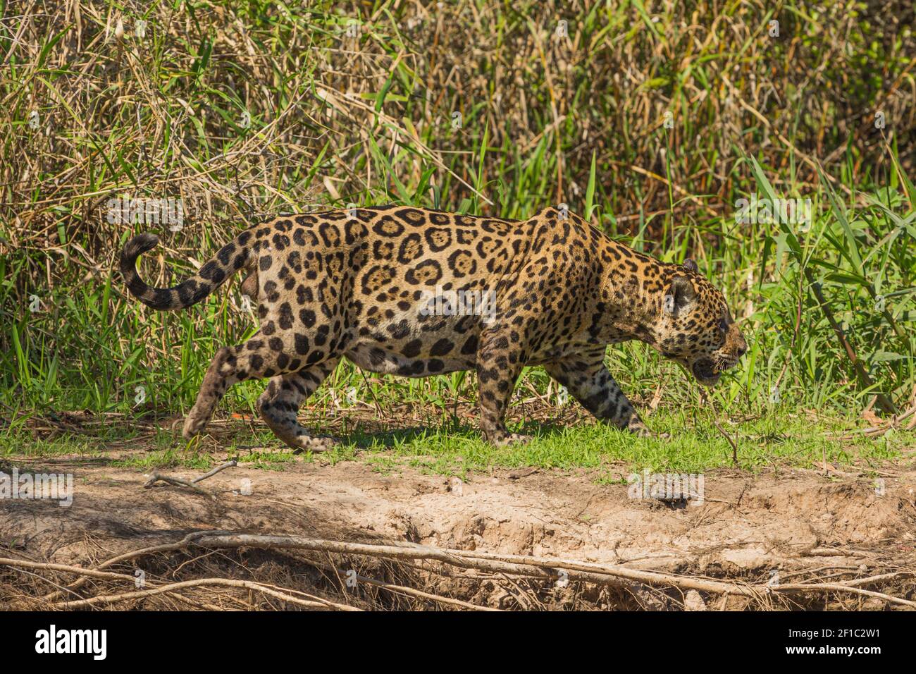 Brazilian Wildlife: A Jaguar (Panther onca) in the northern Pantanal in ...