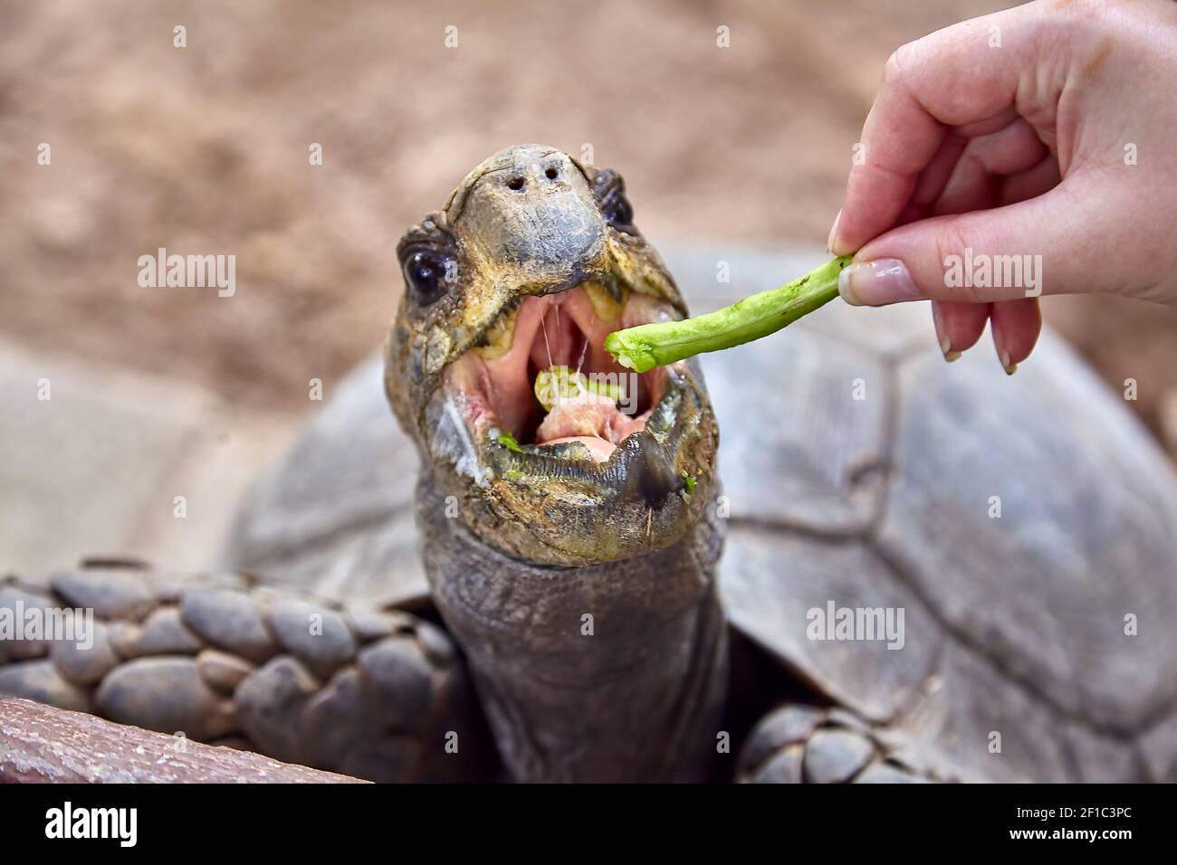 Galapagos giant tortoise tortoise hi-res stock photography and images ...