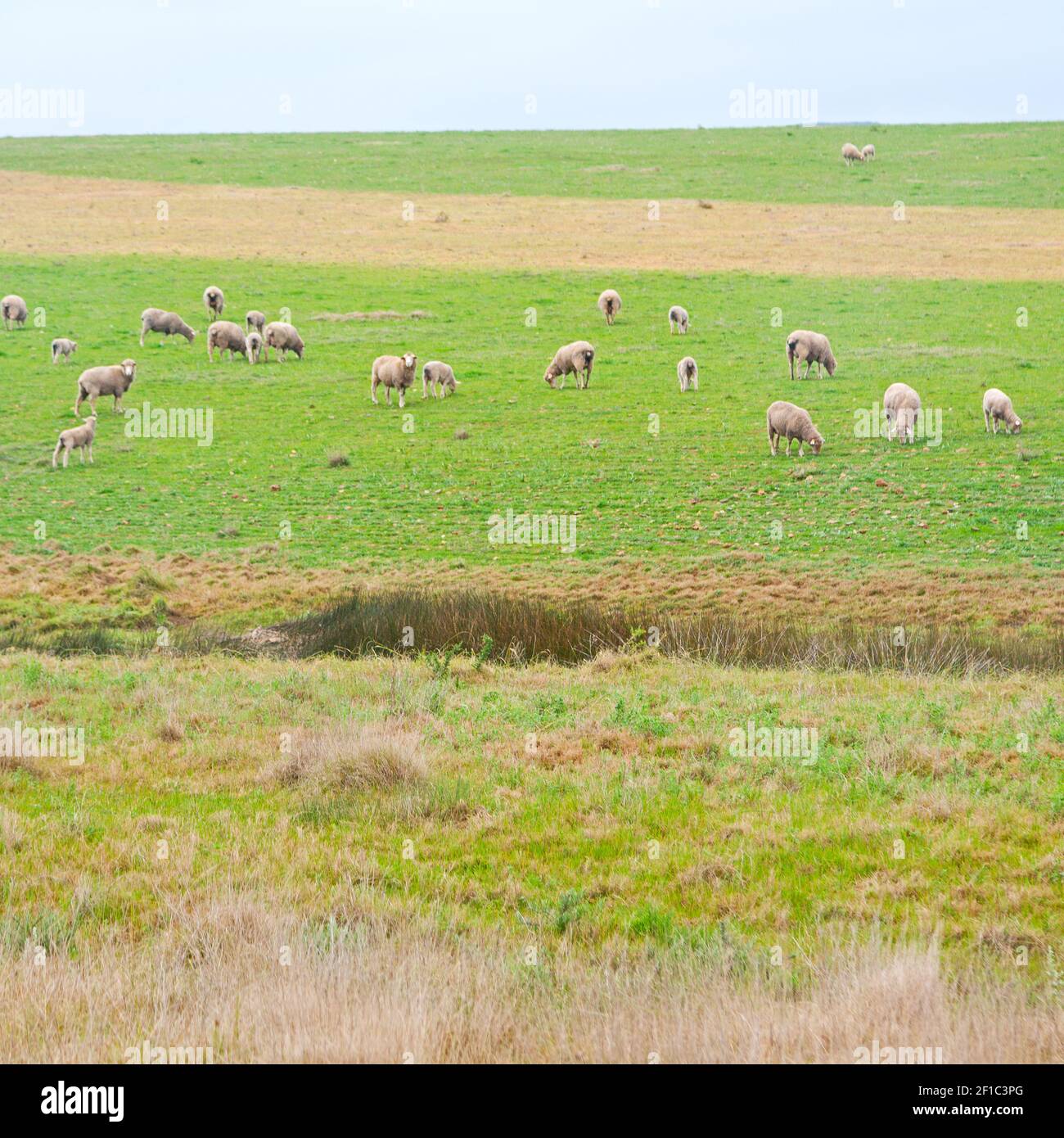 In south africa plant land bush and sheep Stock Photo - Alamy
