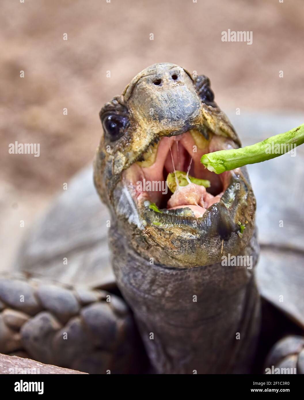 Galápagos giant tortoise head hi-res stock photography and images - Alamy