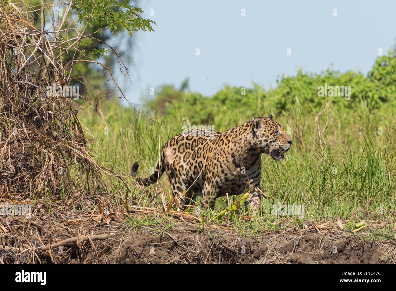 Jaguar on the river banks of the Rio Sao Lourenco in the northern ...