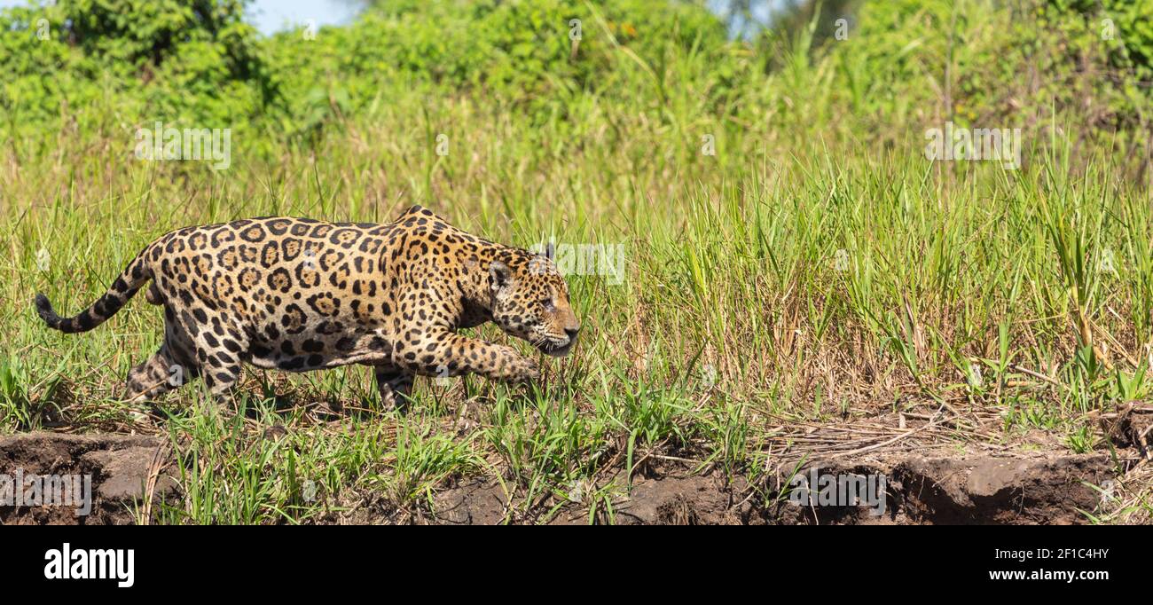 A Jaguar hunting for prey on the Rio Sao Lourenco in the northern ...