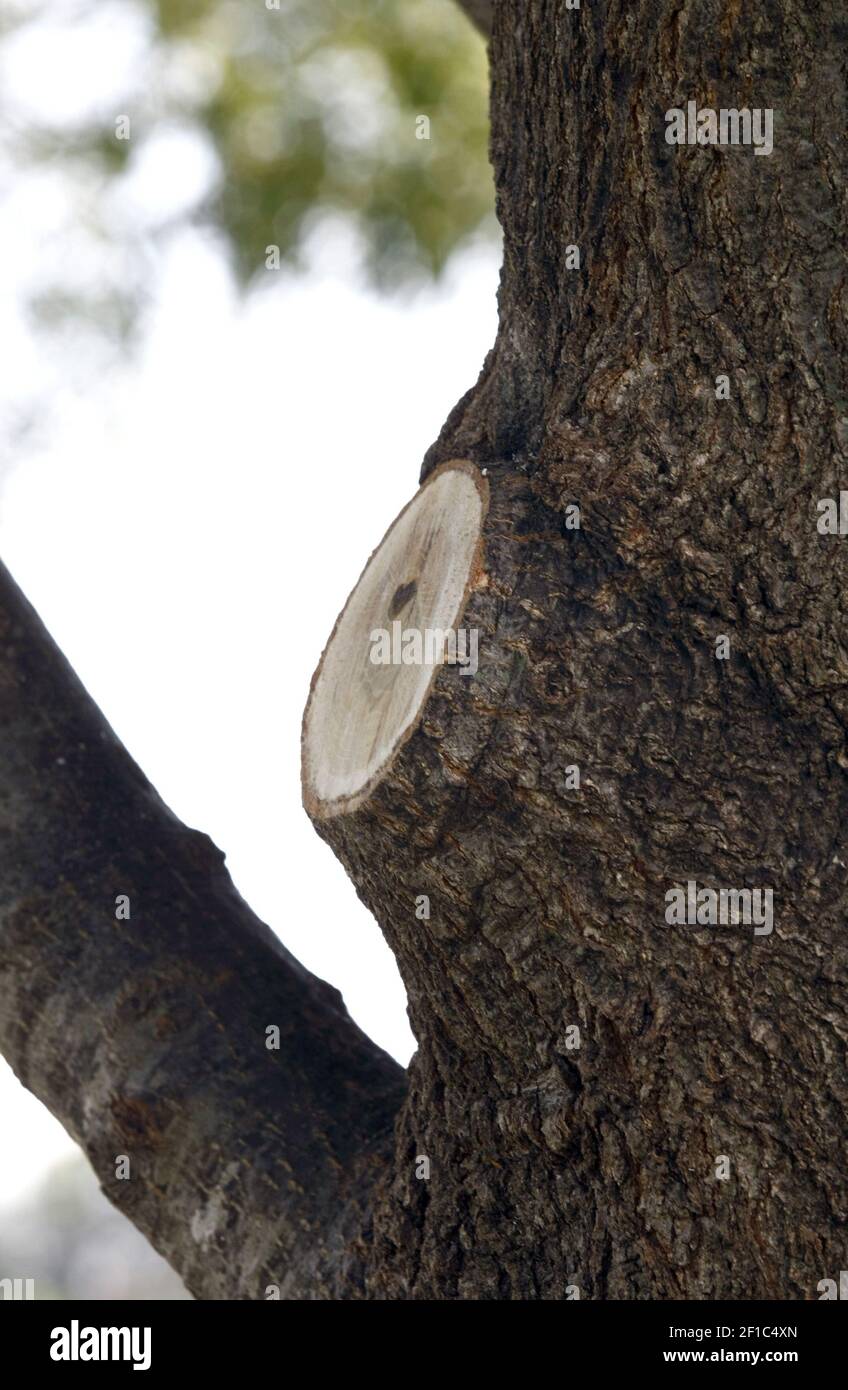 A properly trimmed limb should look like this after cutting. Kerry ...