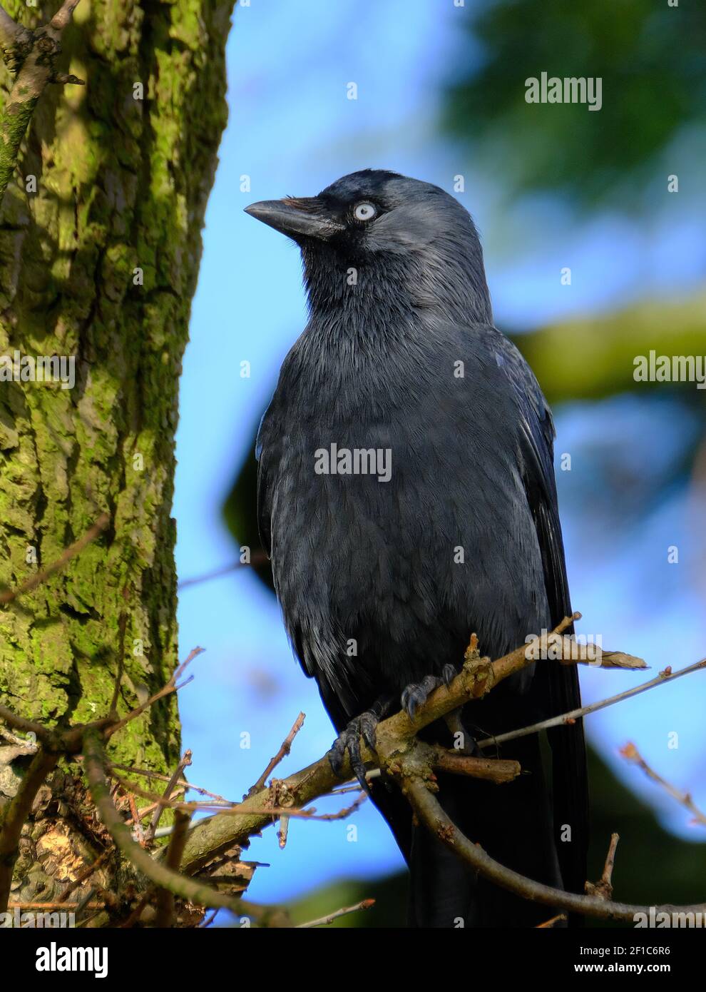 The western jackdaw, also known as the Eurasian jackdaw, the European ...