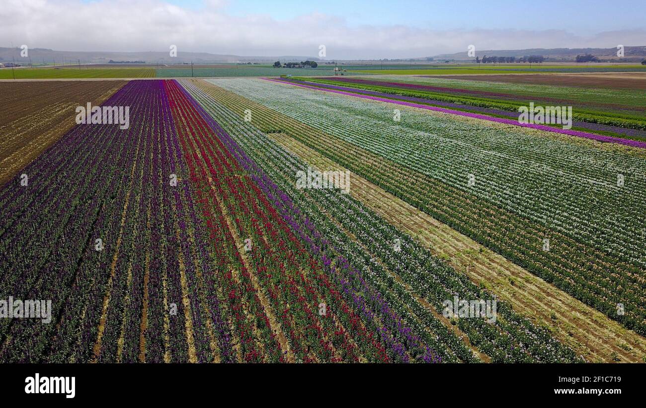 Arial photographs of flower farm in California Stock Photo - Alamy