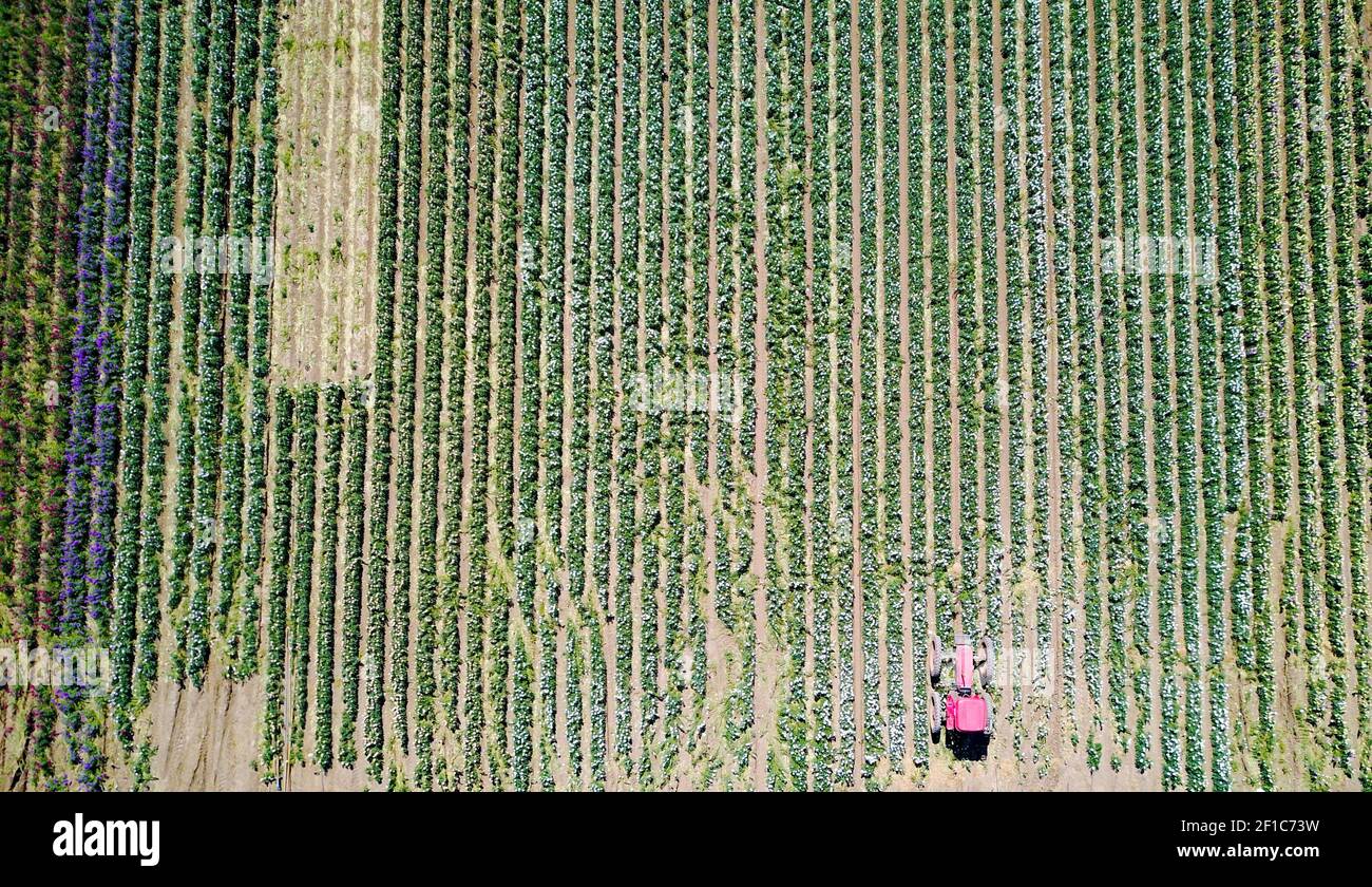 Arial photographs of flower farm in California Stock Photo - Alamy