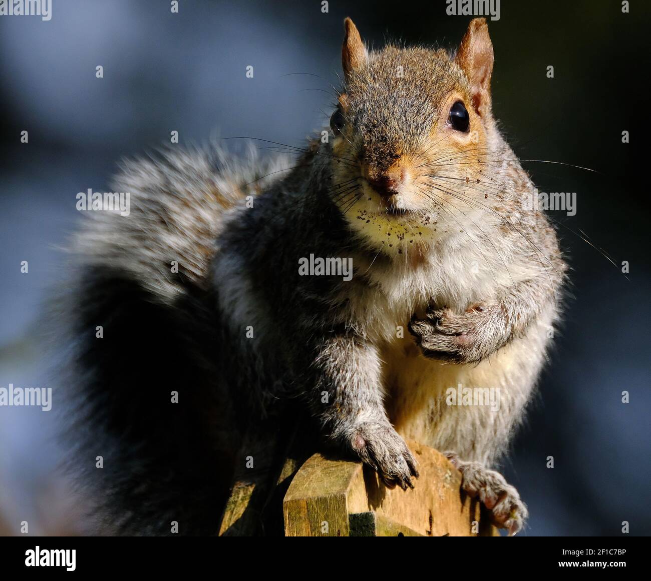 The eastern gray squirrel, also known as the grey squirrel depending on ...