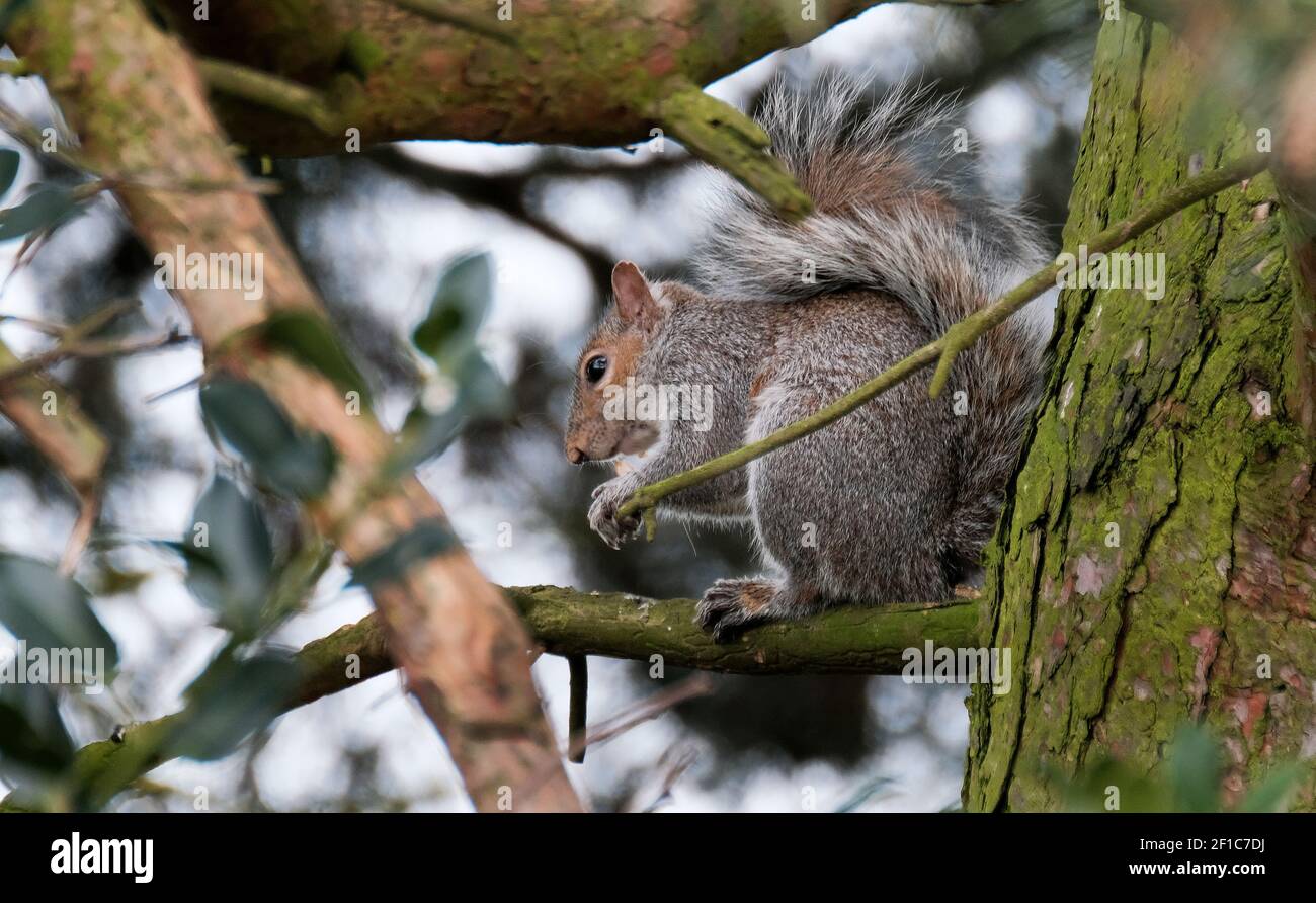 The eastern gray squirrel, also known as the grey squirrel depending on ...
