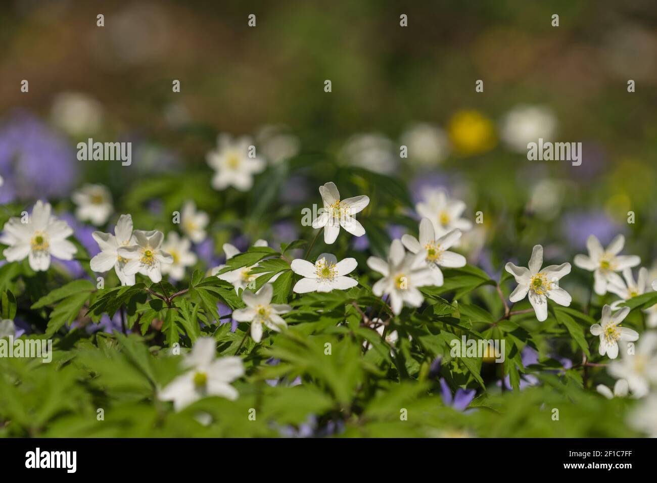 Wood anemones (3 Stock Photo - Alamy