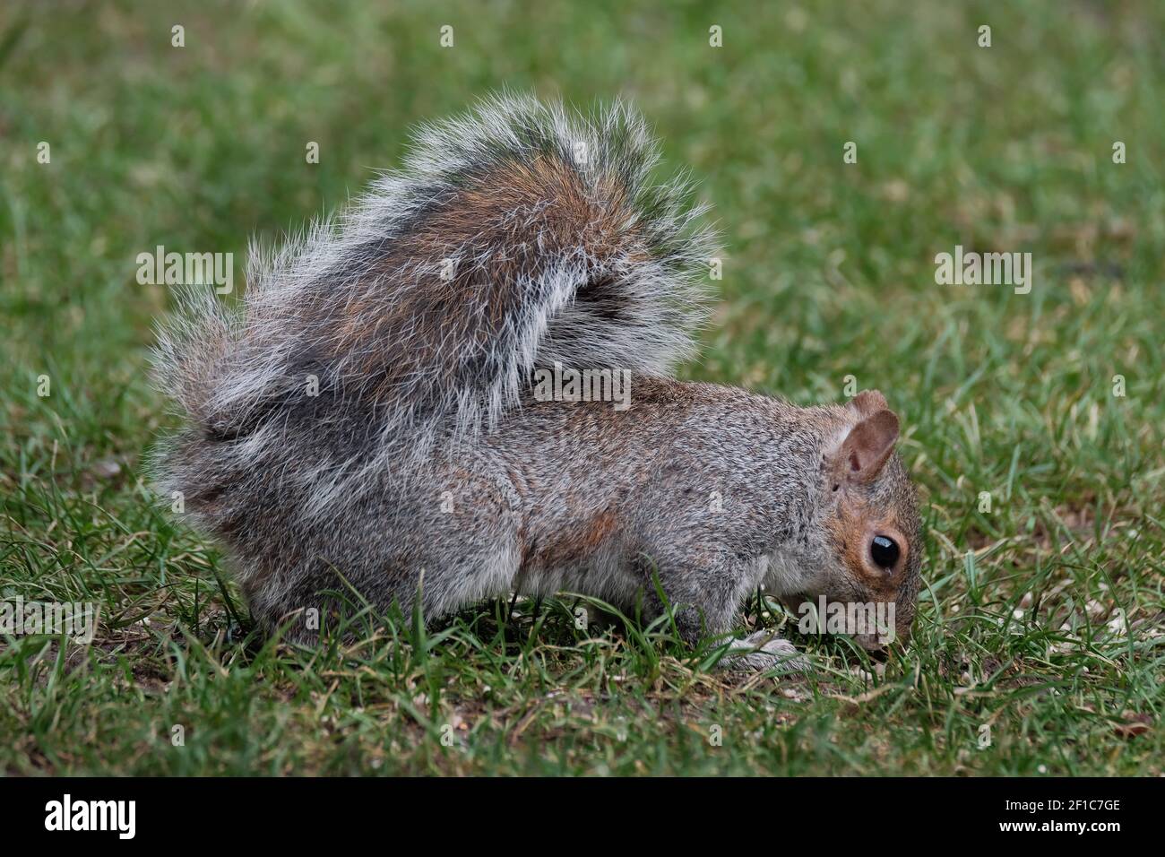 The eastern gray squirrel, also known as the grey squirrel depending on ...
