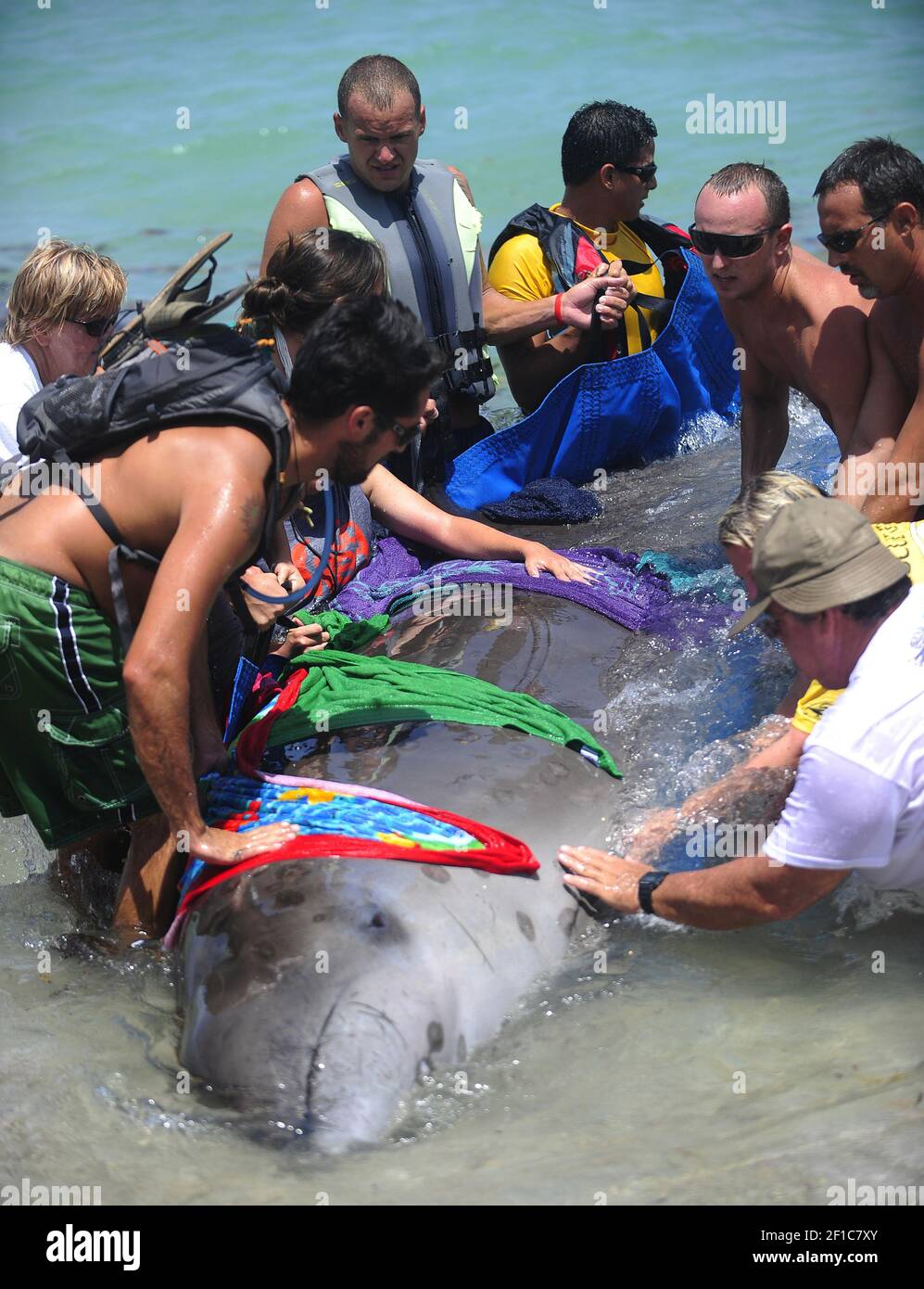 Several people tended to a female whale, left, and a calf that beached ...