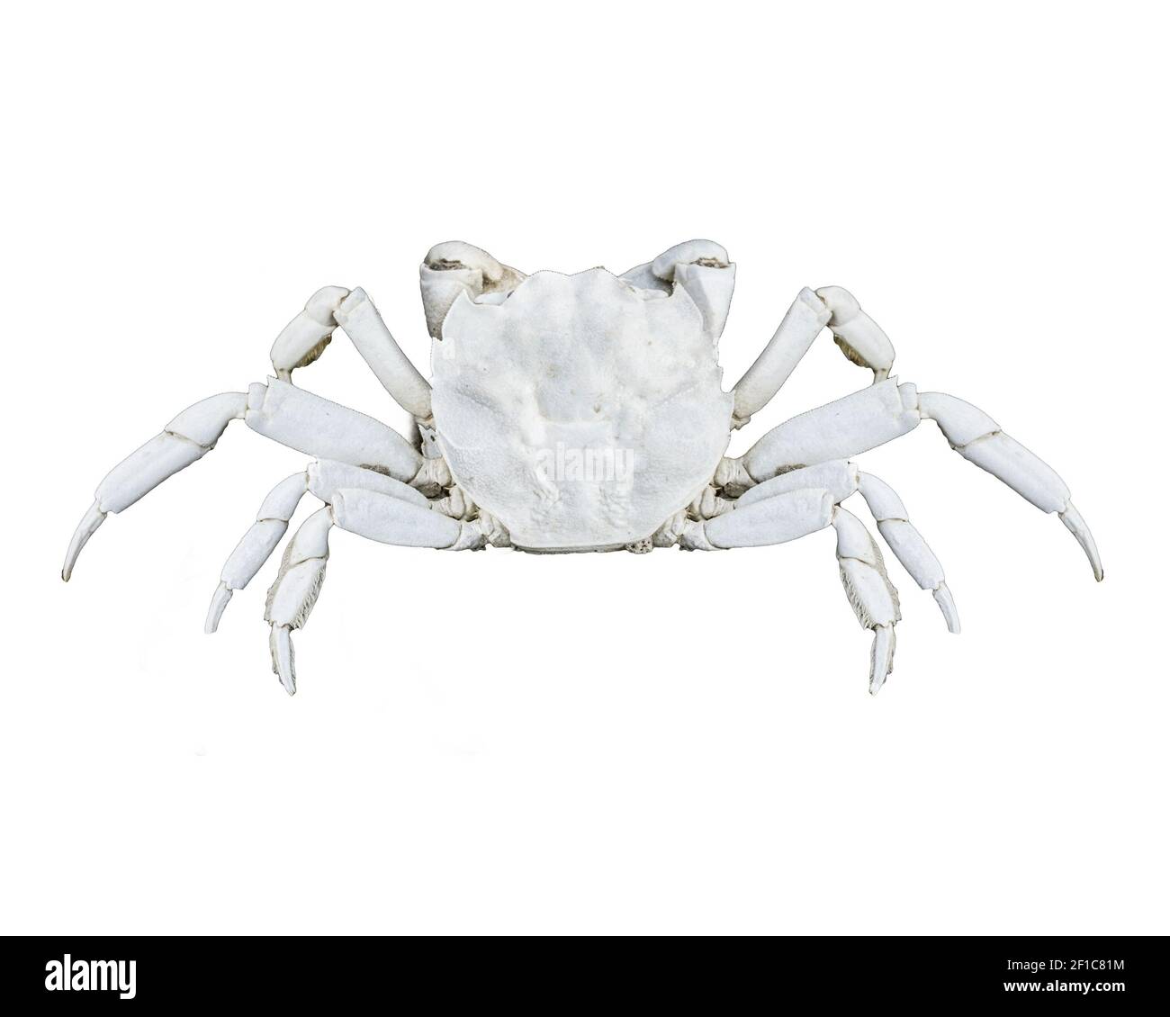 Isolated Crab Top View Shot Stock Photo - Alamy