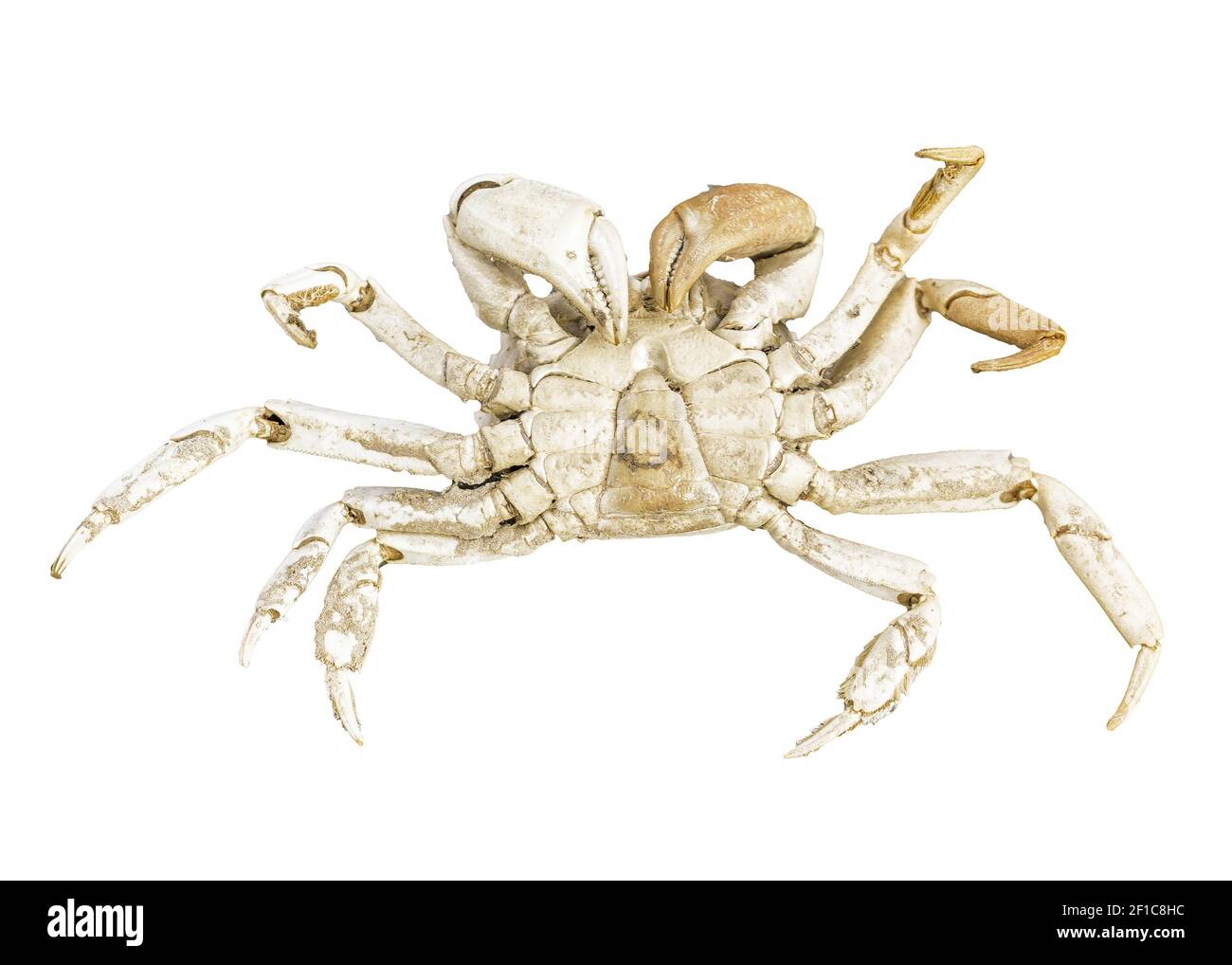 Isolated Crab Top View Shot Stock Photo - Alamy