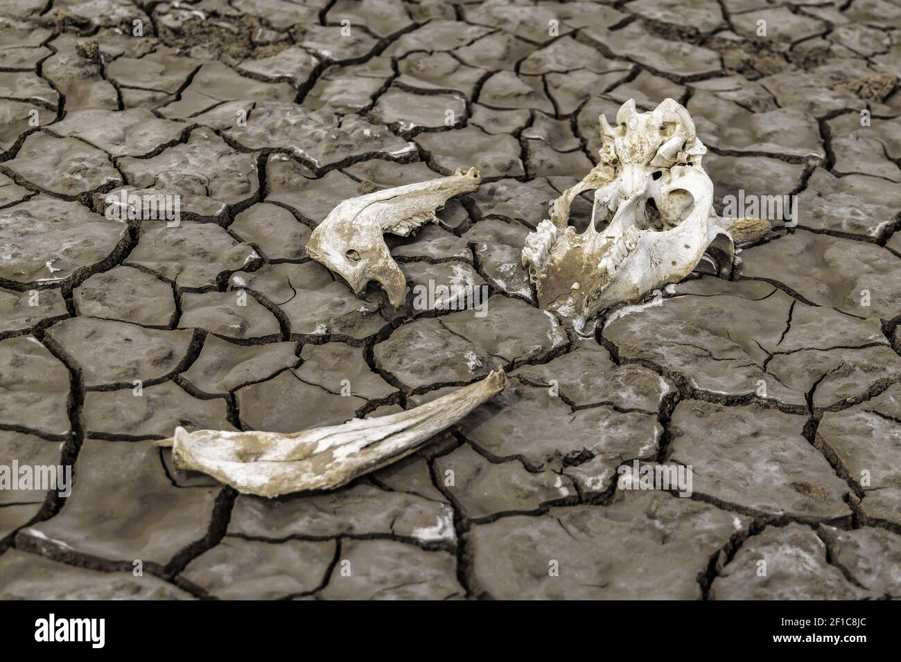 Animal Bones at Mud Cracked Ground Stock Photo - Alamy