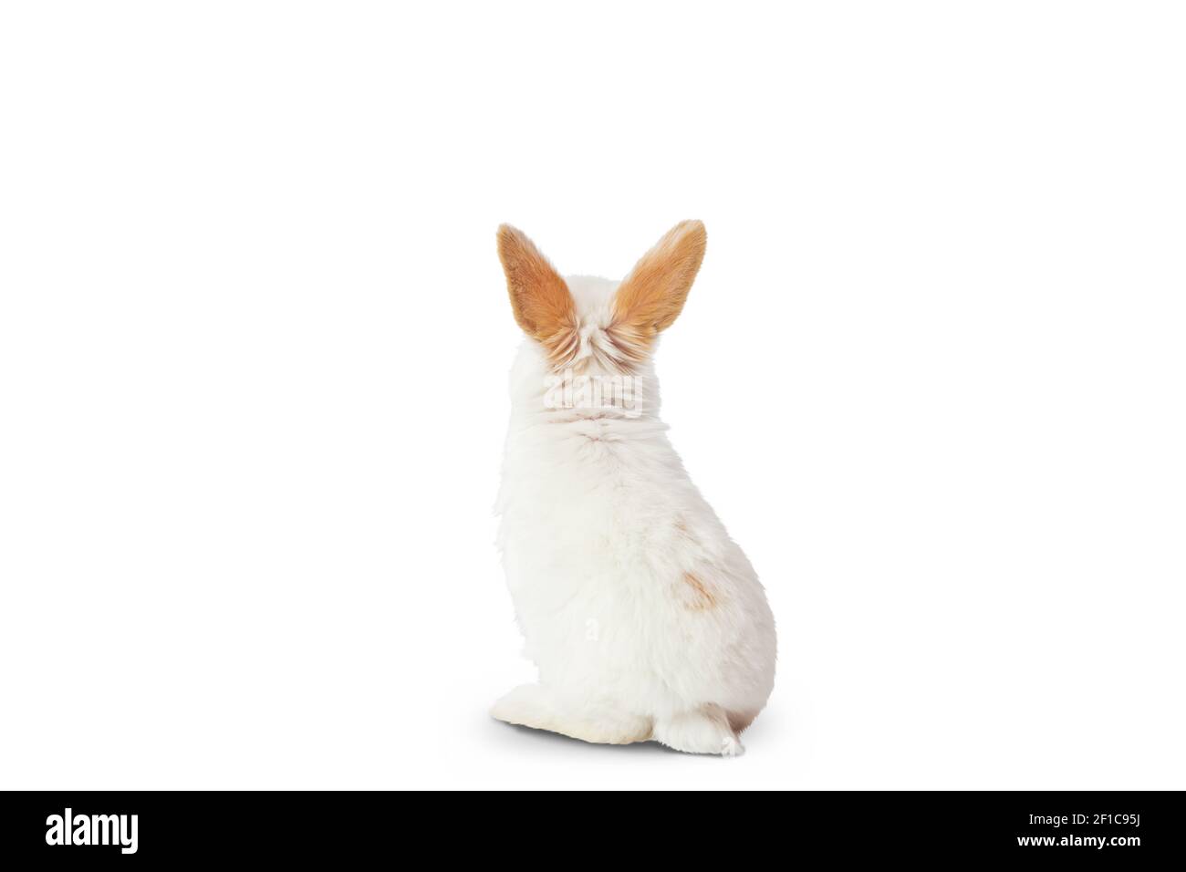 rabbit sits with his back in the frame and looks up Stock Photo - Alamy
