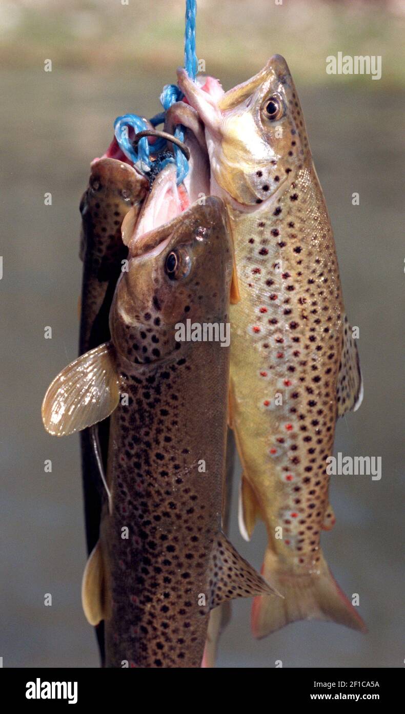 A stringer of brown trout caught at dawn by Tom White of Minneapolis ...