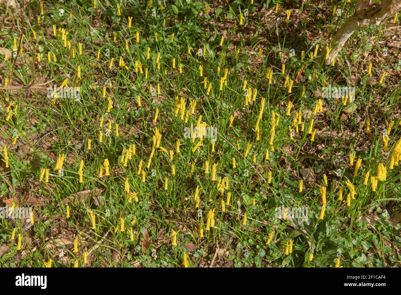 Woodland Ground Covered with Spring Flowering Bright Yellow Cyclamen ...