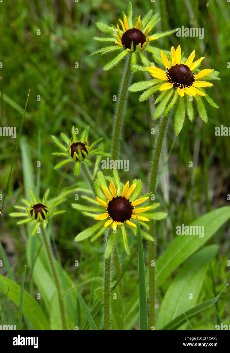 Blacked-eyed Susan wildflowers grow strong Sunday, July 5, 2009, in the ...