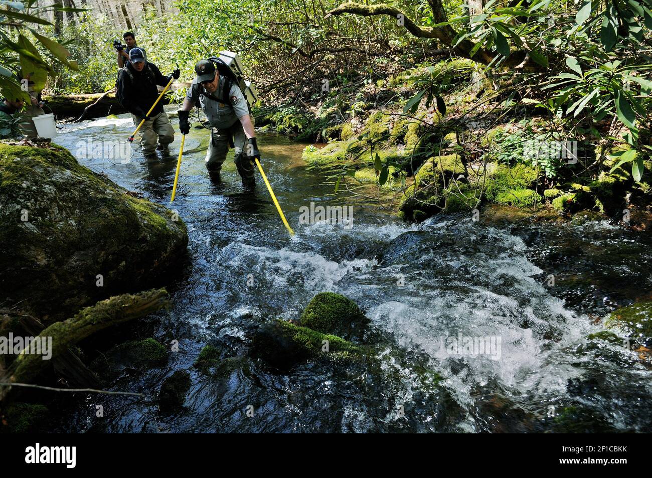 Fisheries biologist Steve Moore works his way up a Smokies stream ...