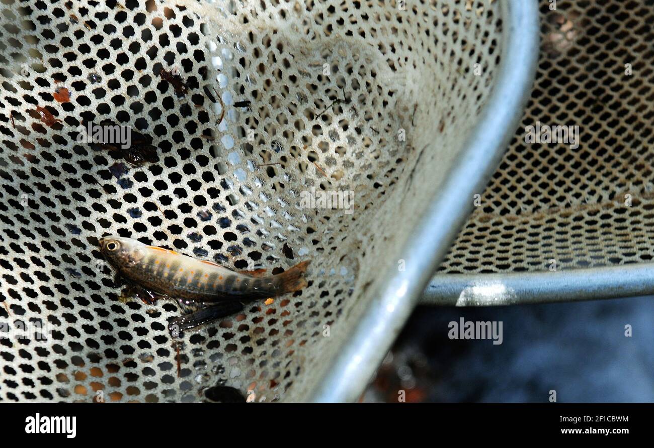 Brook trout often live in the smallest and most remote streams in the ...