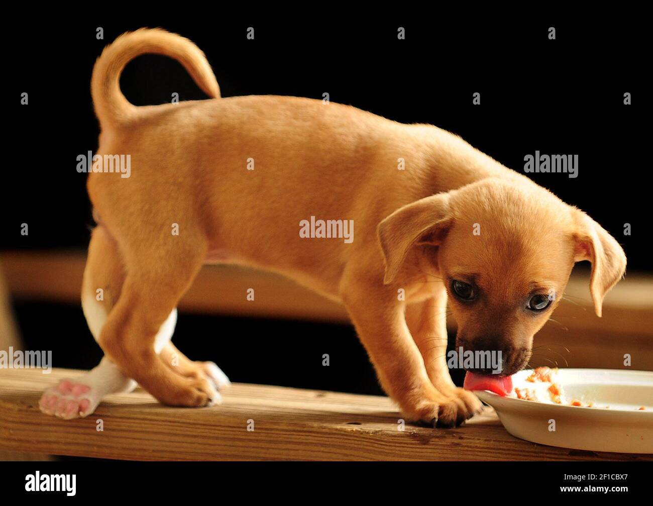 Lily, a Chihuahua terrier mix with five legs, was rescued from a future ...