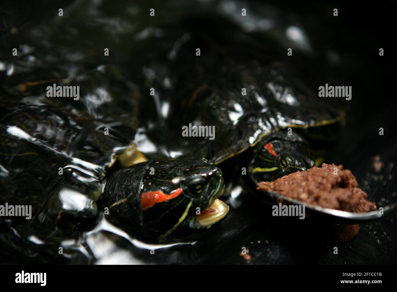 Rose Schroeder, not pictured, feeds her water turtles dog food in her ...