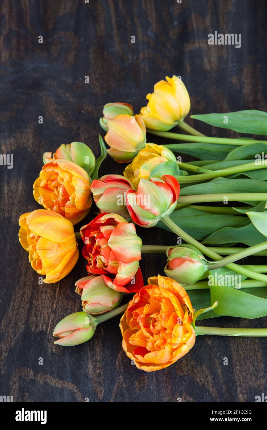 Fresh tulips in bright colours Stock Photo - Alamy