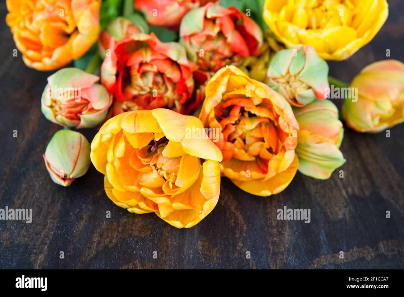 Fresh tulips in bright colours Stock Photo - Alamy