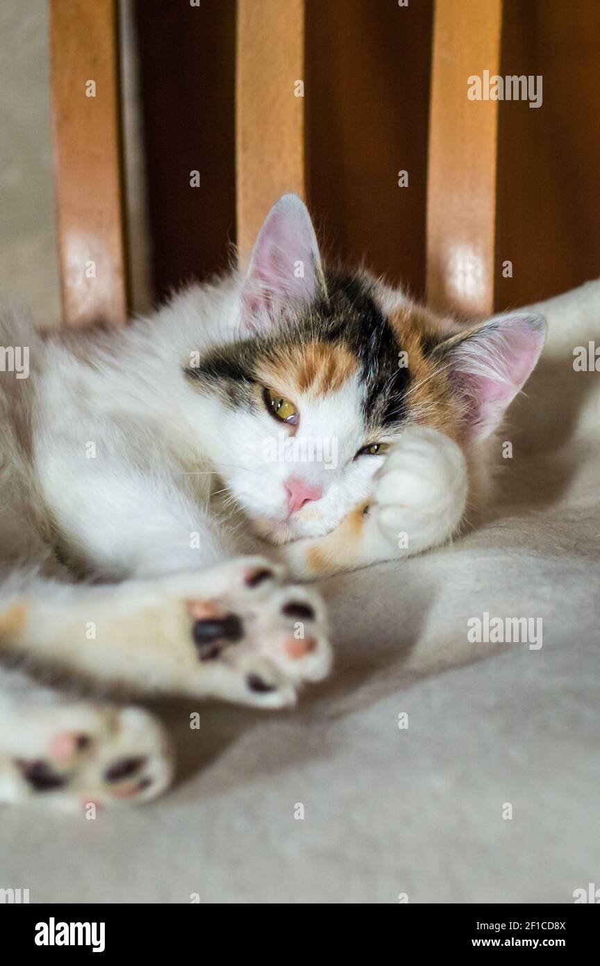 A cat on a wooden chair Stock Photo - Alamy