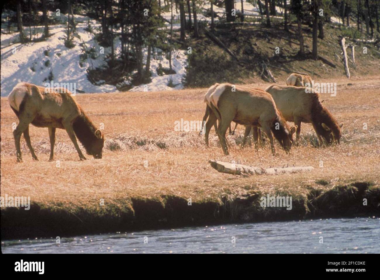 Yellowstone visitors are required to keep their distance â€“ about the ...