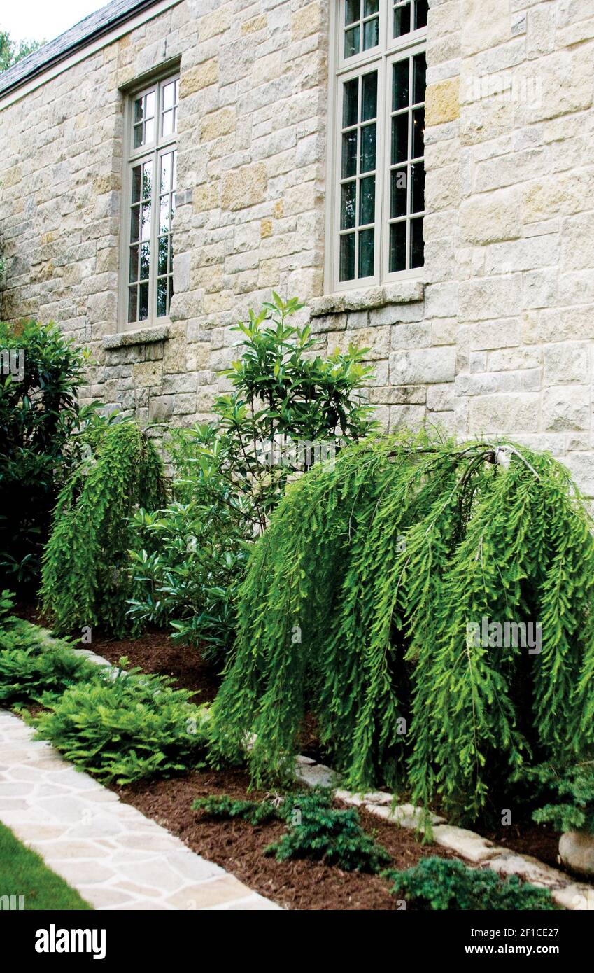 At the Kalas house, upright chindo viburnums alternate with weeping ...