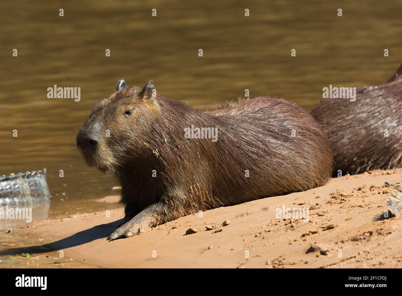 Capybara, the worlds largest rodent, lying on a sandy river bank in the ...