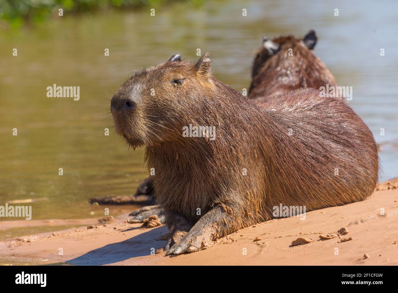 Capybara (the world largest rodent) lying on a river bank in the ...