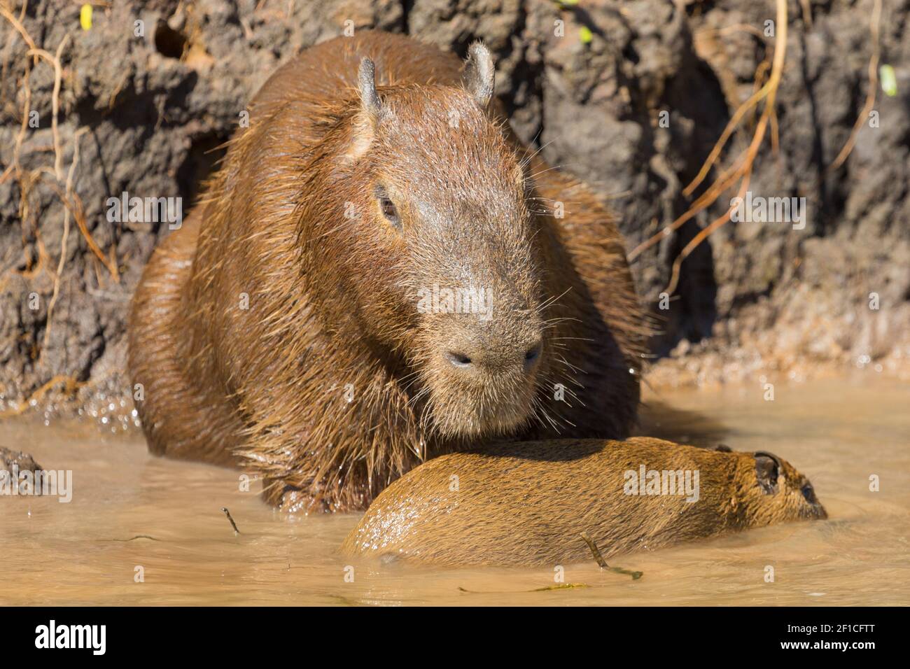Close up of a Capybara with his little one taken from the Rio Sao ...